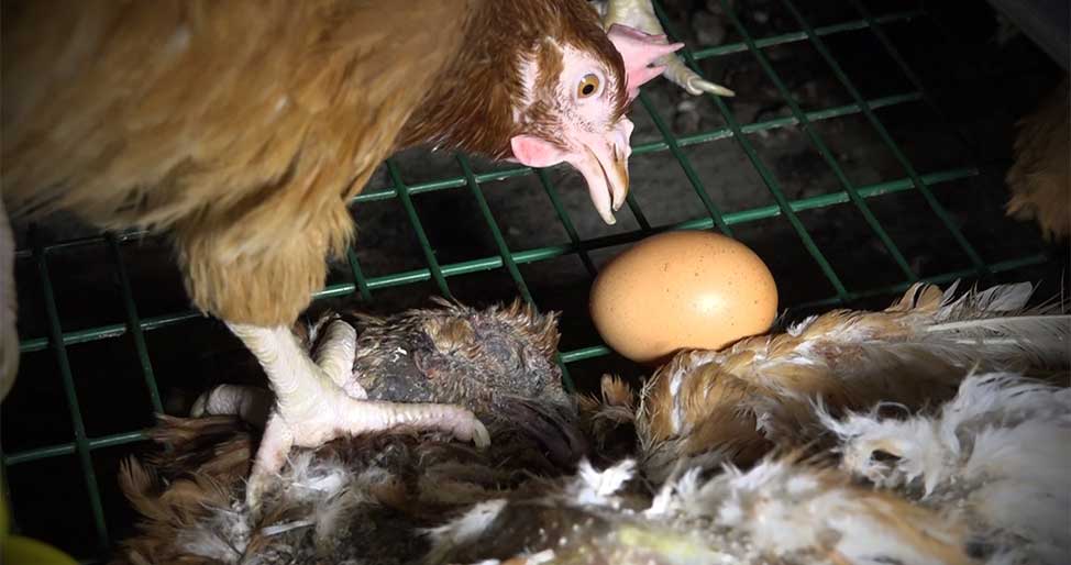 Condamnation de la situation intolérable de l'élevage de poule de l'Ain ...
